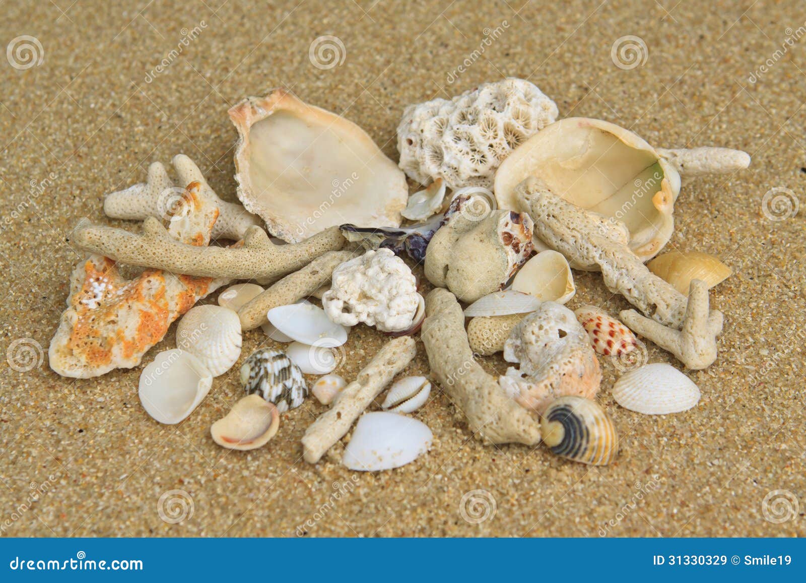 Shells and Corals on the Sand Stock Image - Image of aquatic, beauty ...