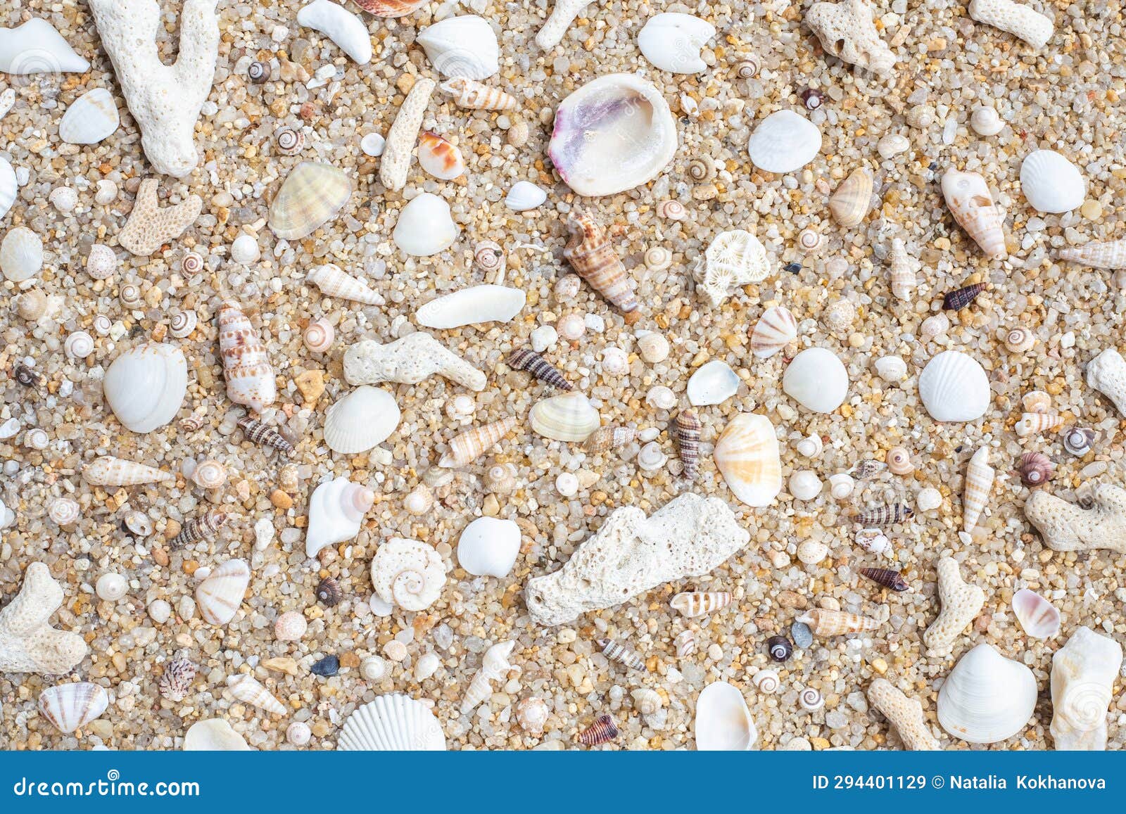 Shells and Corals are Scattered on the Coarse Sand, View from Above ...
