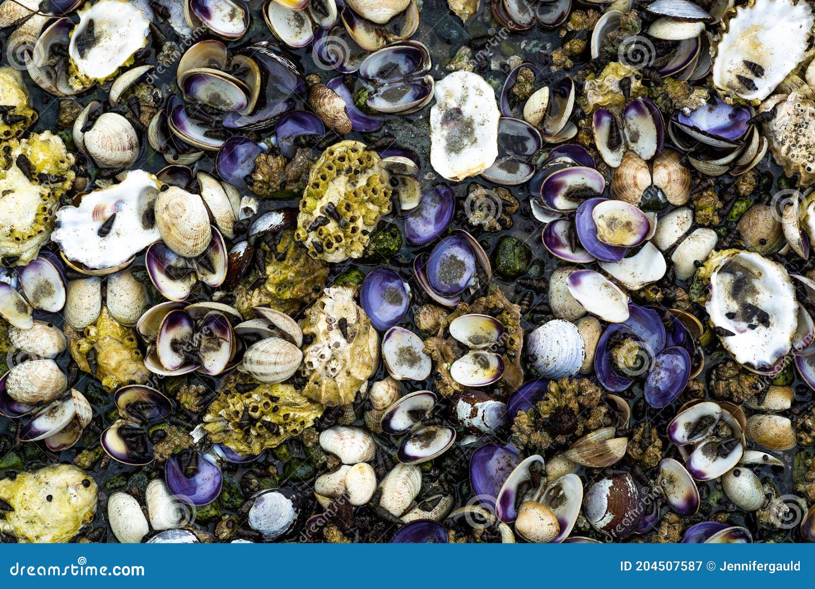 Shells Covering the Ground Full Texture Stock Image - Image of macro ...