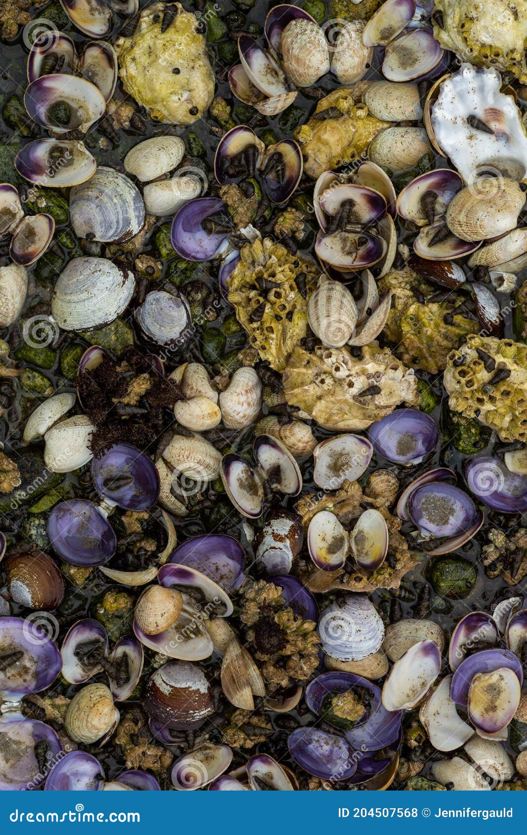 Shells Covering the Ground Full Texture Close Up Stock Photo - Image of ...