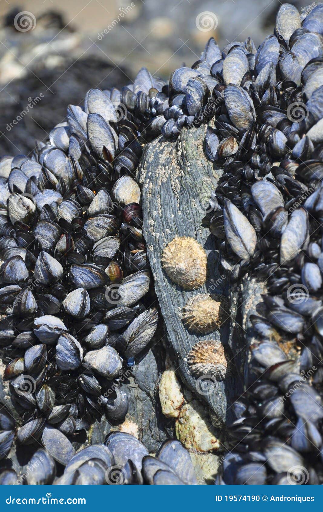 Shells Covering Rock on Cliff Stock Photo - Image of daytime, calm ...