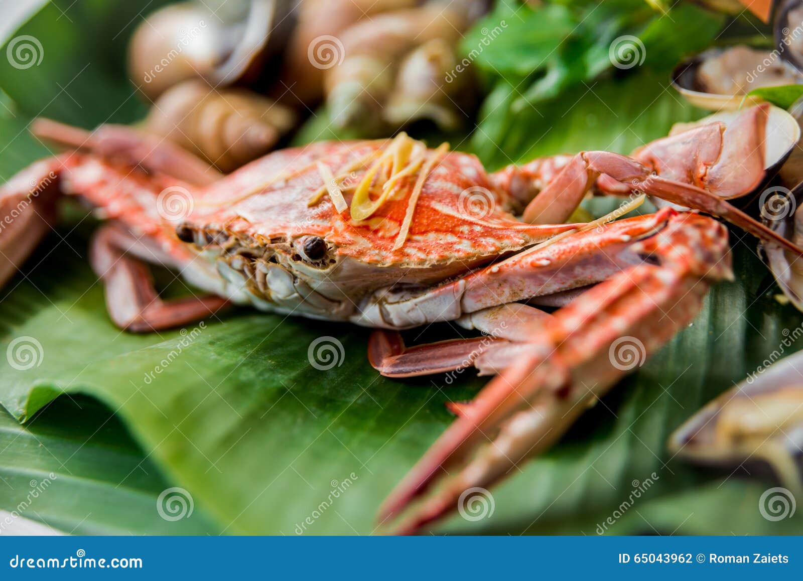 Shells and crab stock photo. Image of mollusk, crab, mussel - 65043962