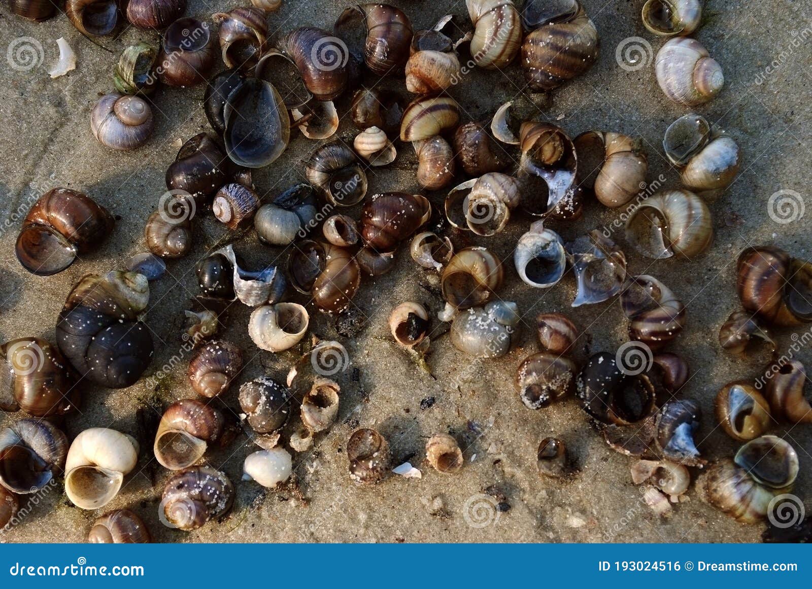 Shells with a Curl River of Various Colors on the Sandy Bank of the ...