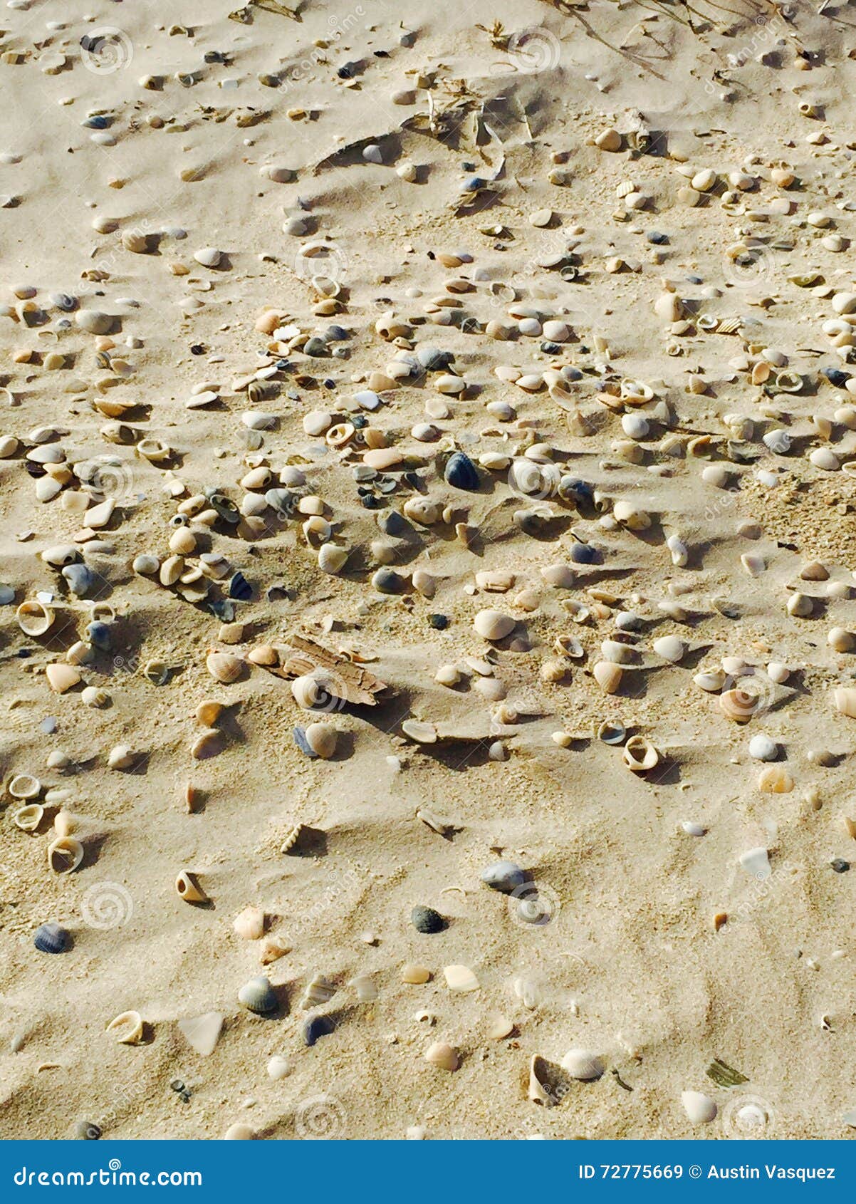 Shells for days editorial stock image. Image of days - 72775669