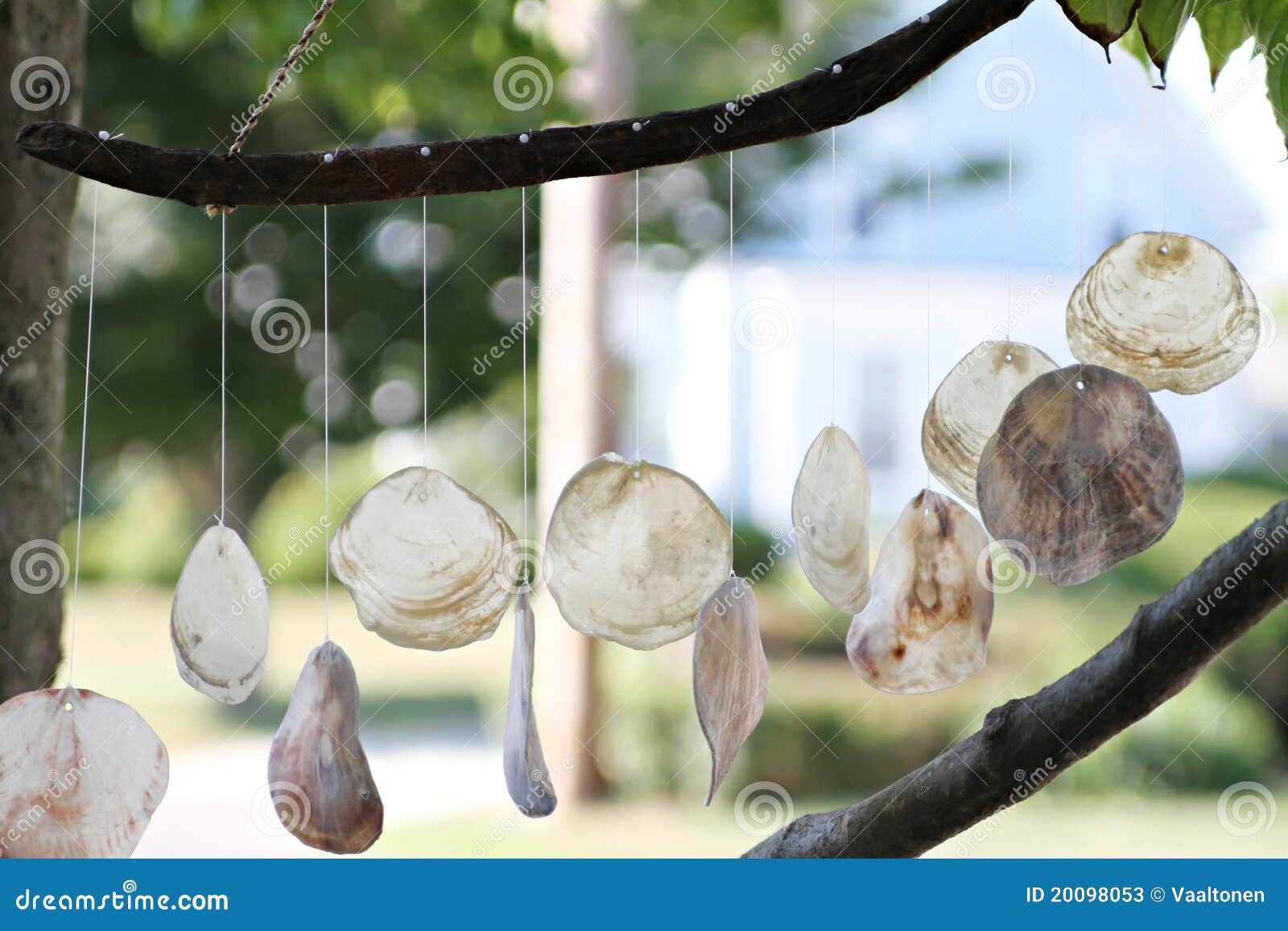 Shells Decoration Hanging from the Tree. Stock Image - Image of bokeh ...