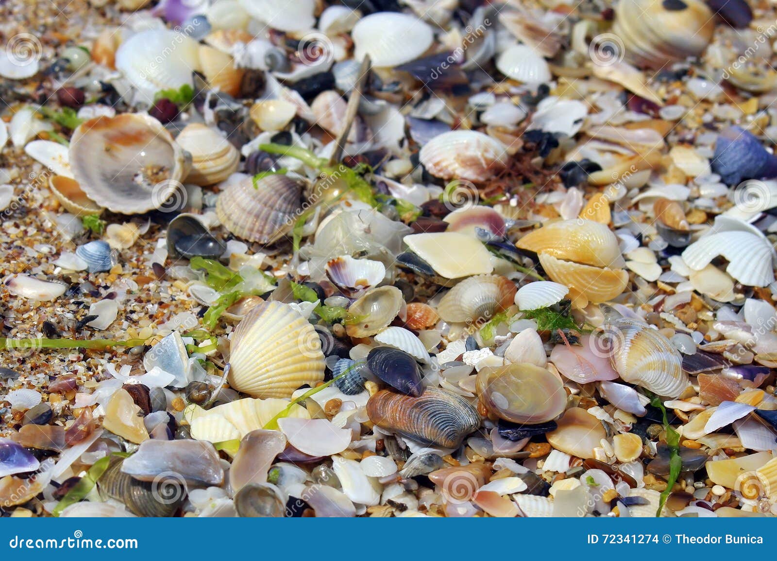 Colored Shells on the Beach. Shells Background Stock Photo - Image of ...