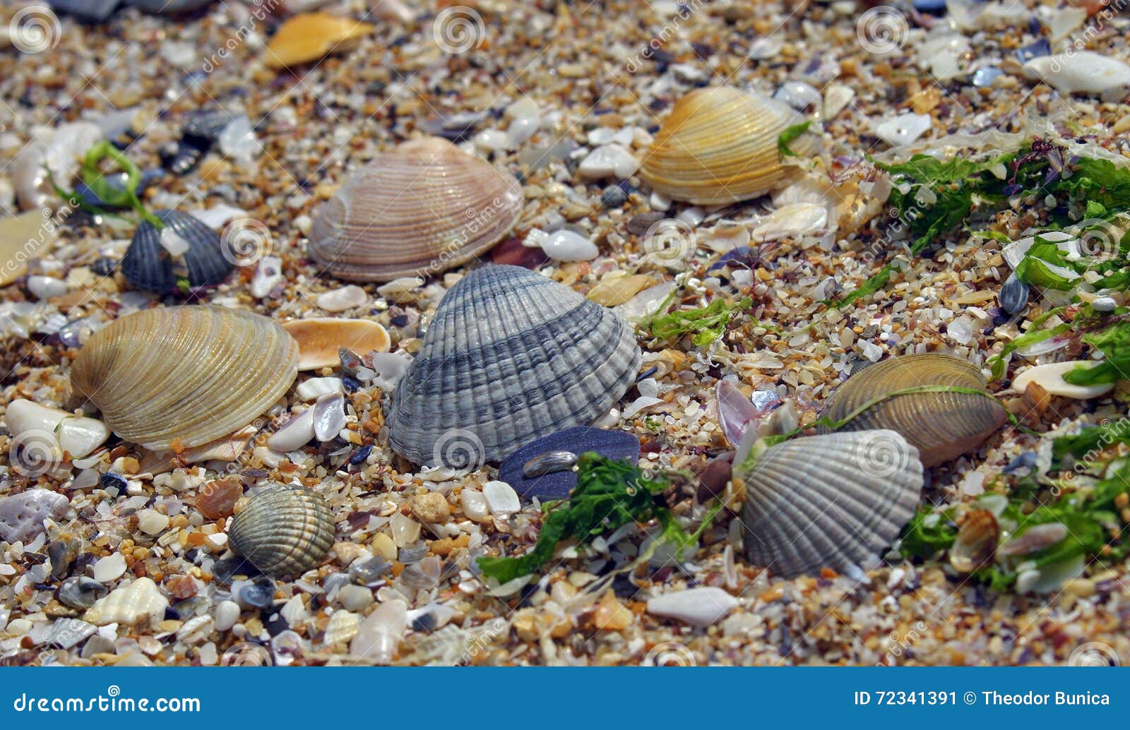 Colored Shells on the Beach Stock Image - Image of colored, brown: 72341391