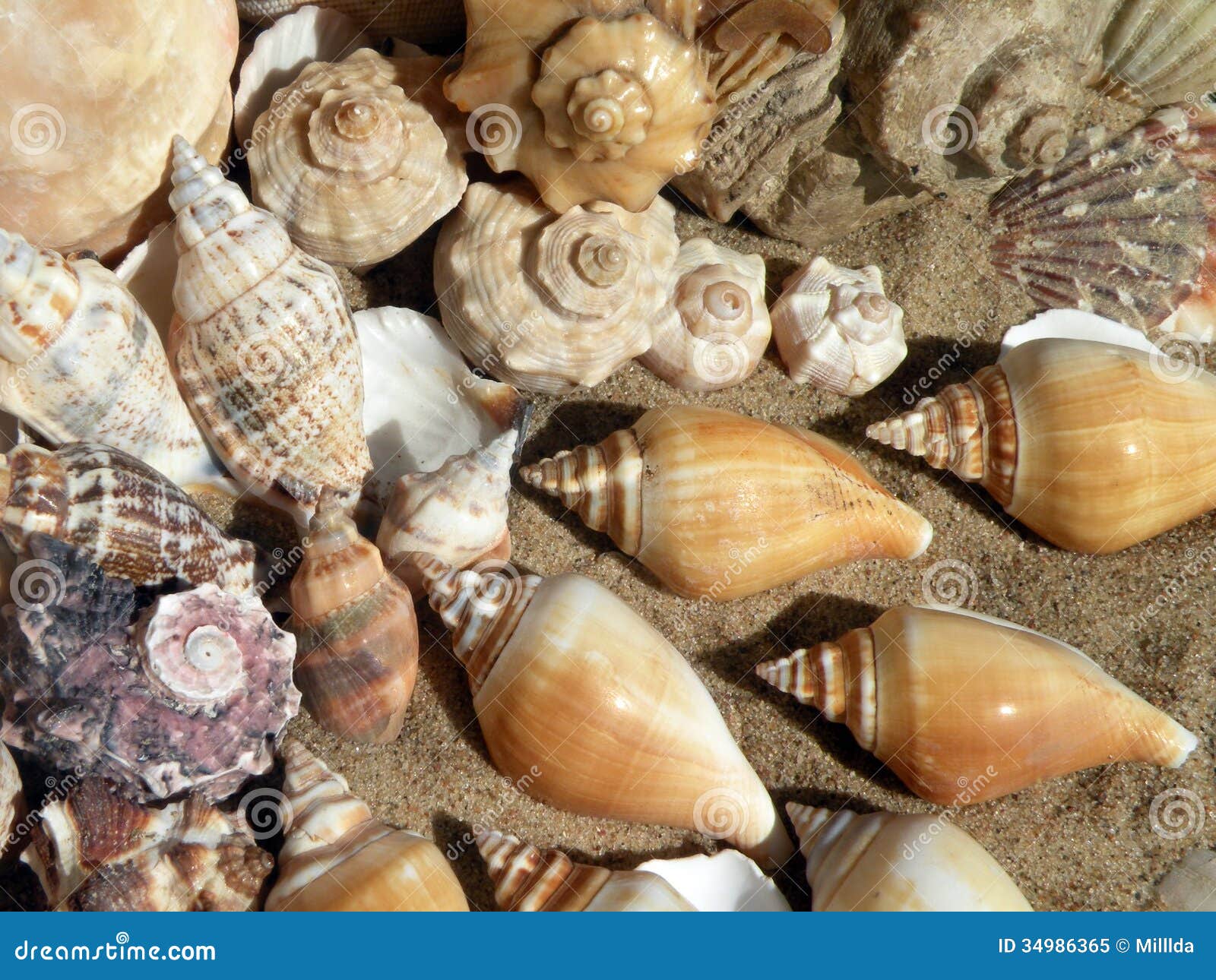 Shells stock image. Image of closeup, animals, shape - 34986365
