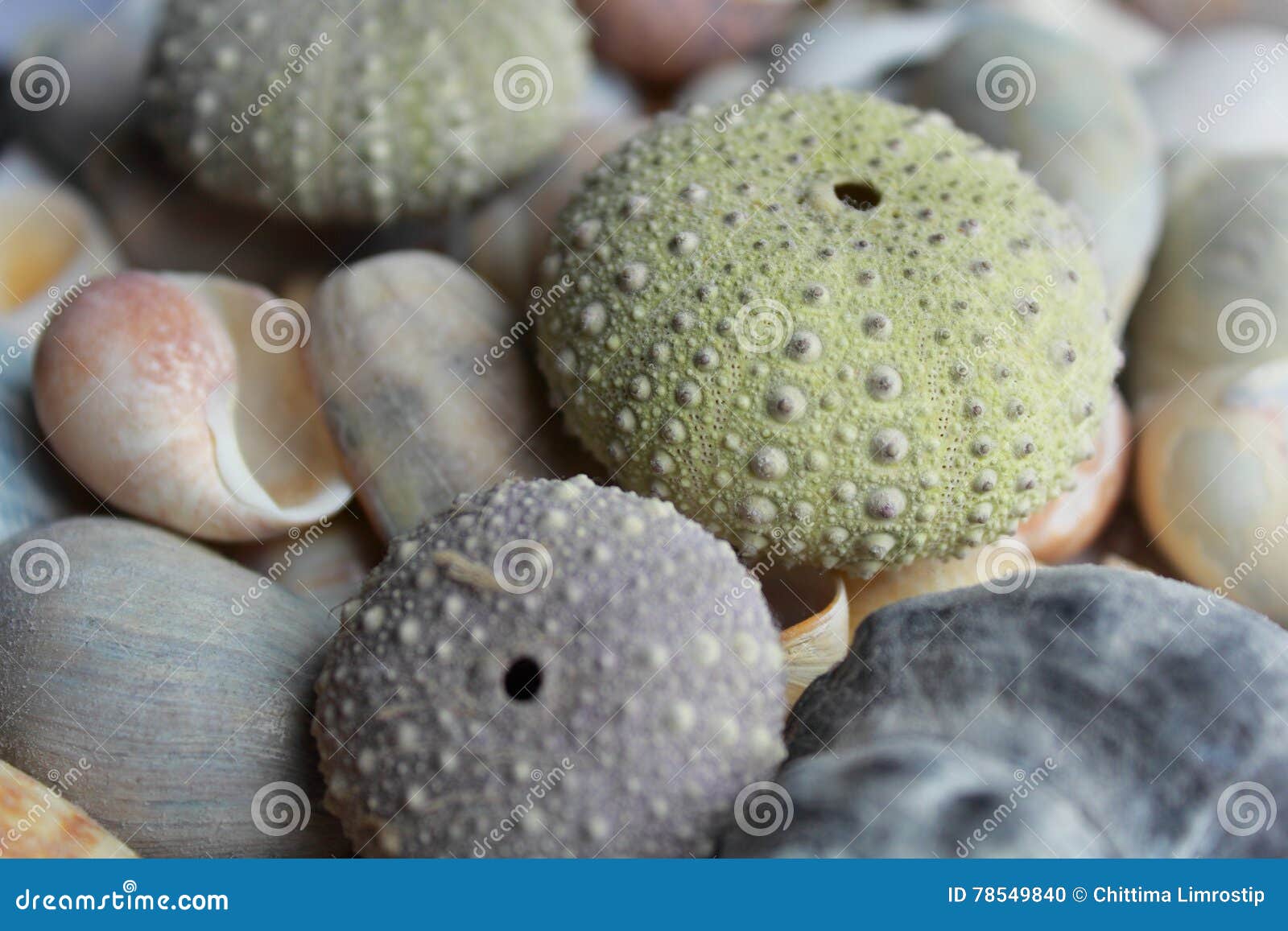 Shells stock photo. Image of seashell, coast, natural - 78549840