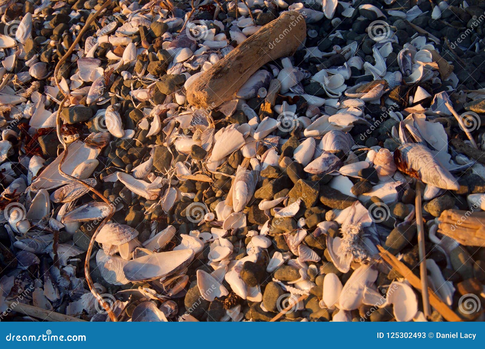 Shells and Driftwood on Beach in Warm Light of Setting Sun Stock Image ...