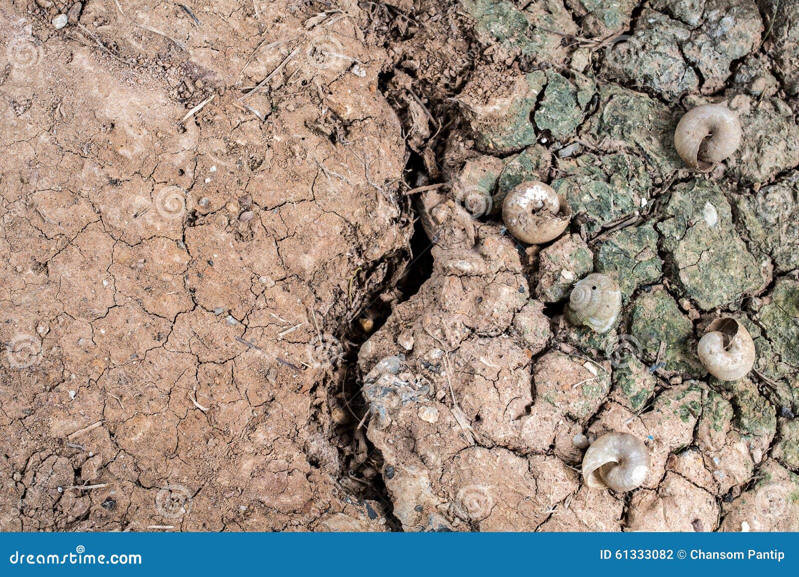 Shells on Drought Land Background Stock Photo - Image of snails, detail ...