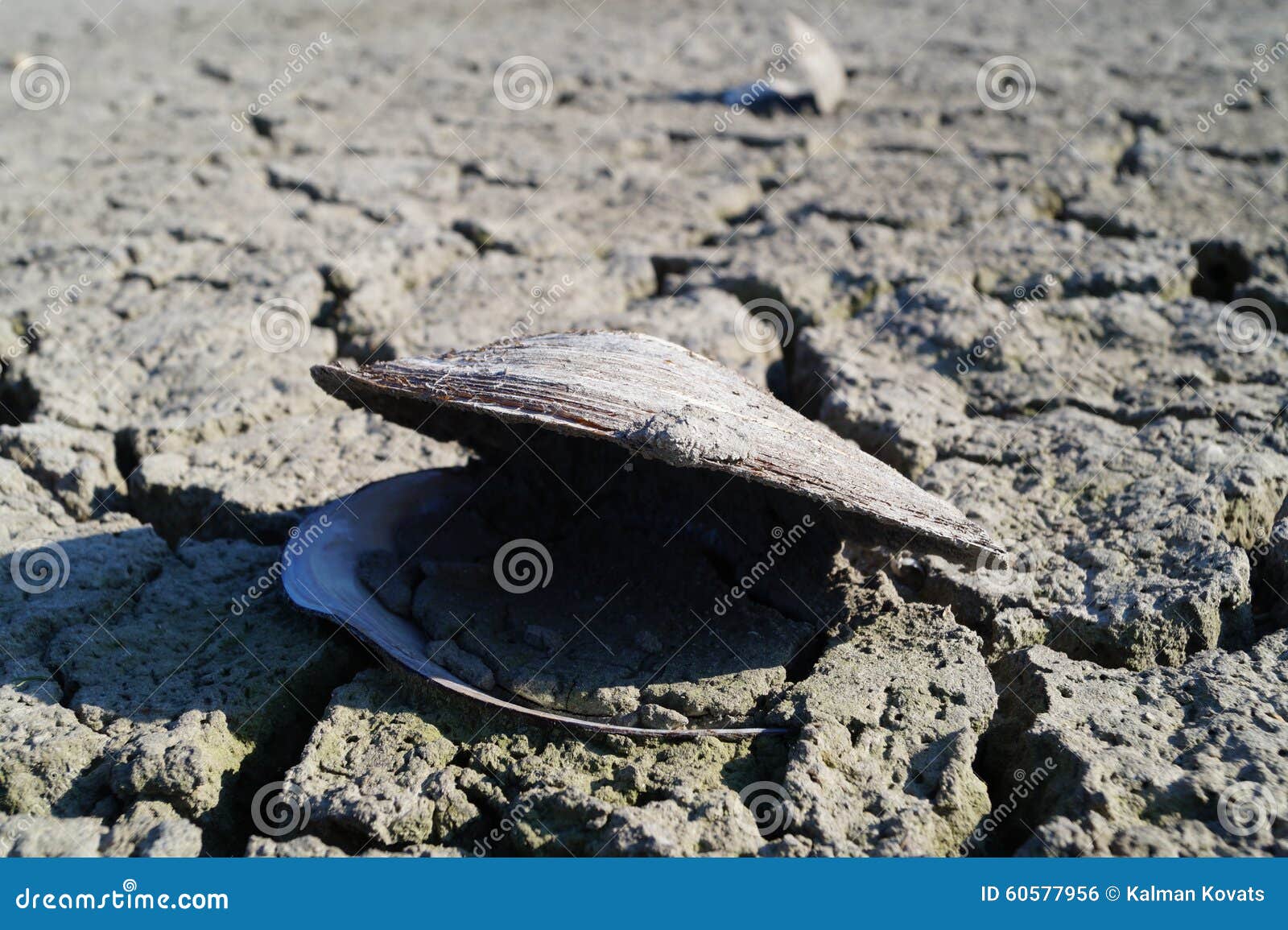Shells on the Dry Lake Bed stock photo. Image of abandoned - 60577956