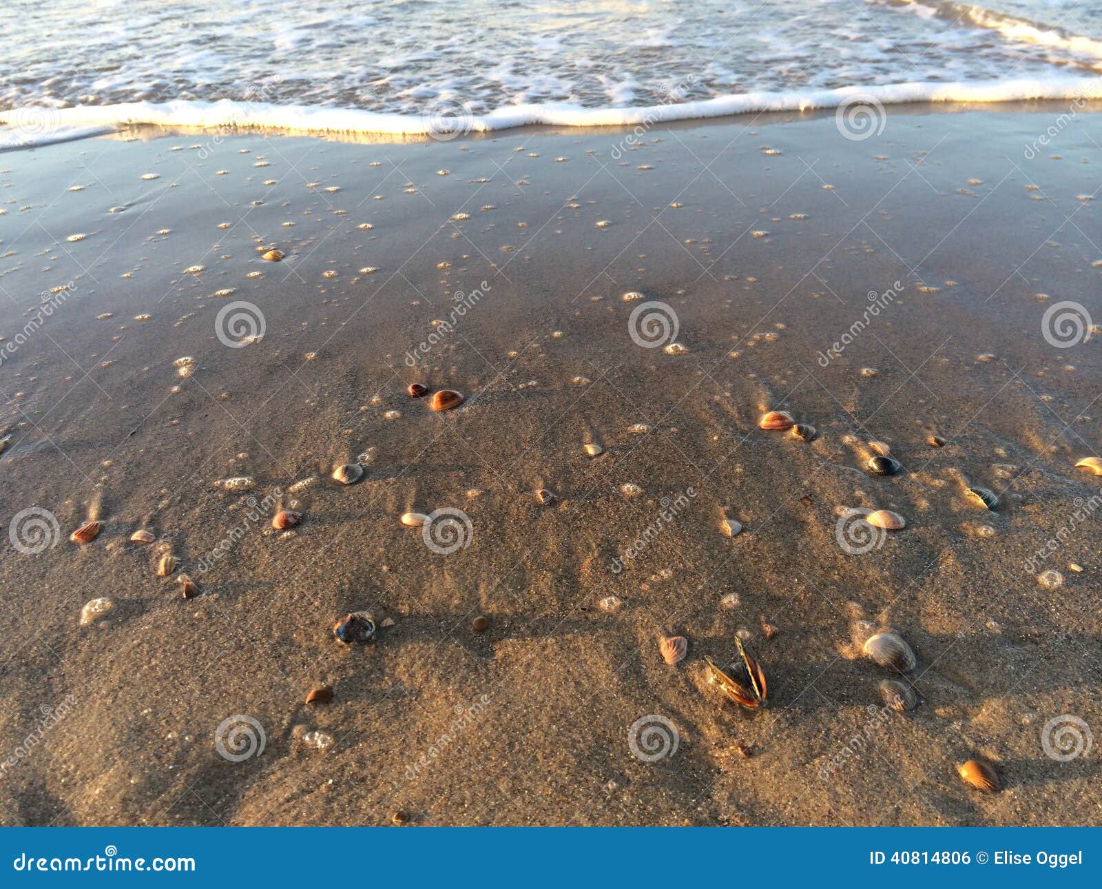 Shells on a Dutch beach stock photo. Image of sunset - 40814806
