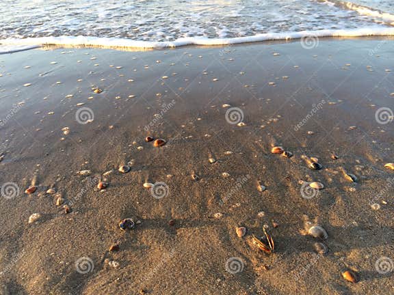 Shells on a Dutch beach stock photo. Image of sunset - 40814806