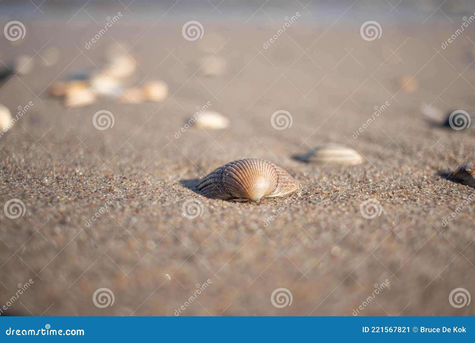 Shells at the Dutch Shore Kijkduin, the Hague, the Netherlands Stock ...