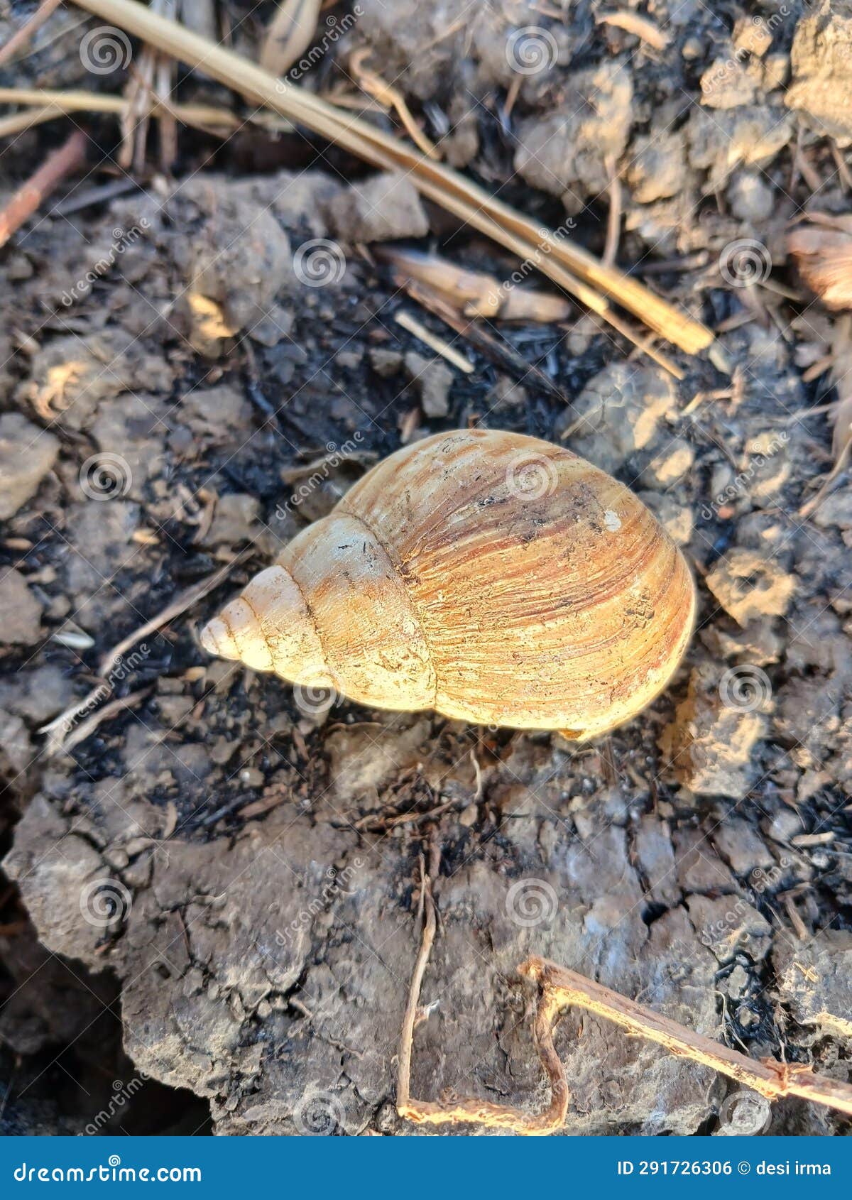 Shells Exposed To Light in the Morning Stock Photo - Image of ells ...