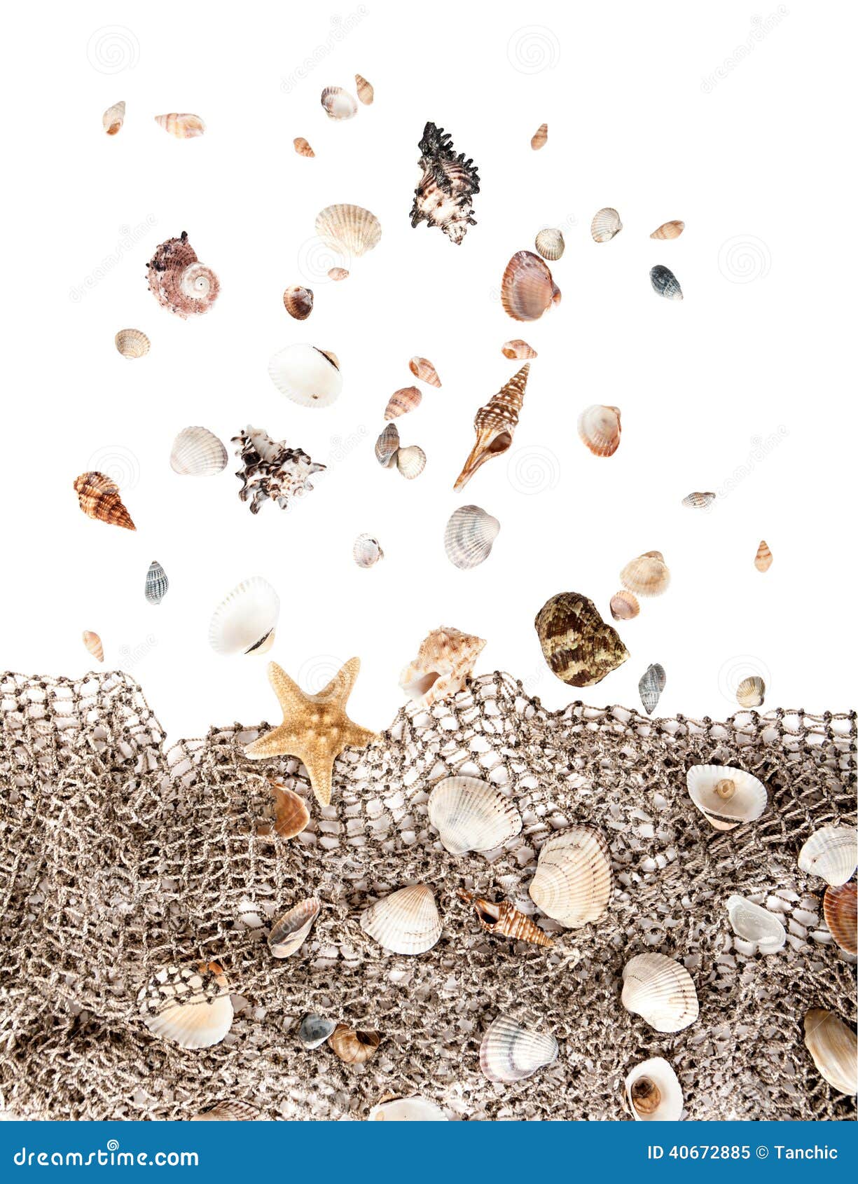 Shells Falling on a Fishing Net Stock Image - Image of catcher, mollusk ...