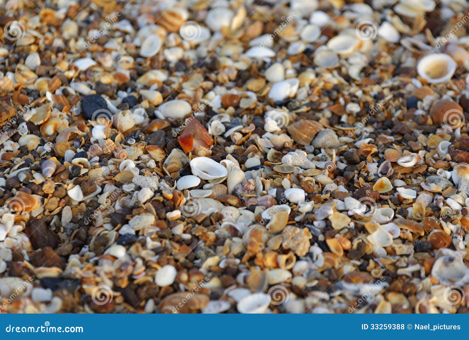 Shells field stock photo. Image of senegal, field, sandy - 33259388