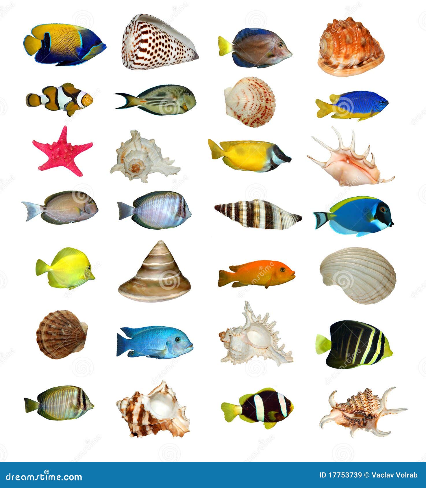 Shells and fish isolated stock image. Image of closeup - 17753739