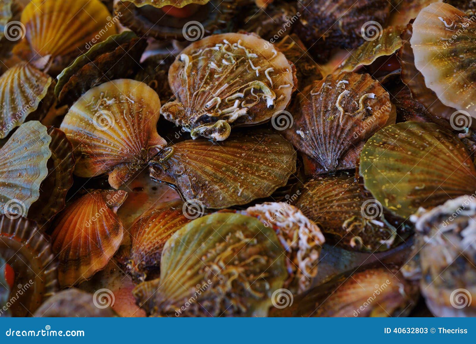 Shells in Fish Market at Istanbul, Turkey Stock Image - Image of asian ...
