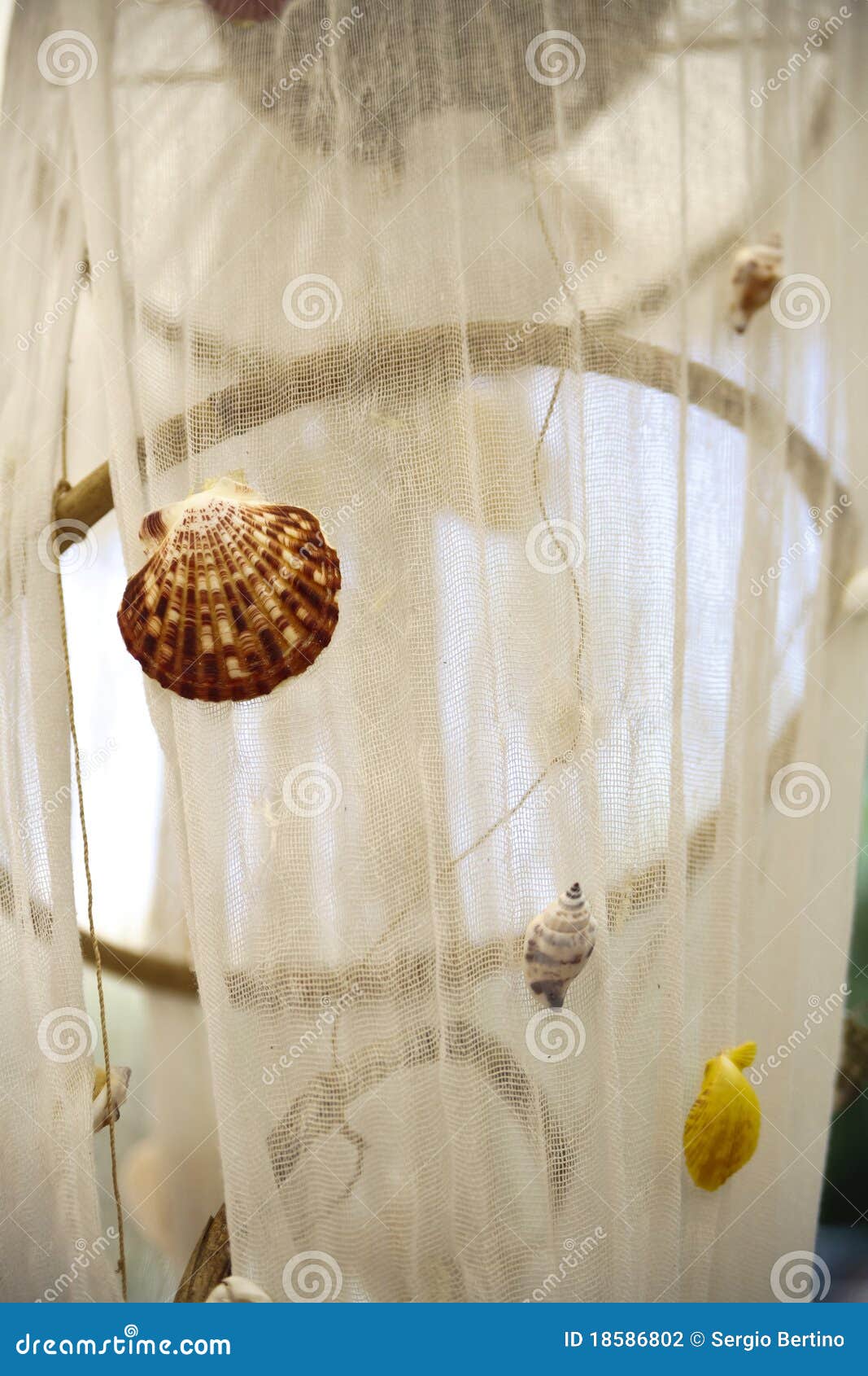 Shells on fishing net stock photo. Image of shell, natural - 18586802