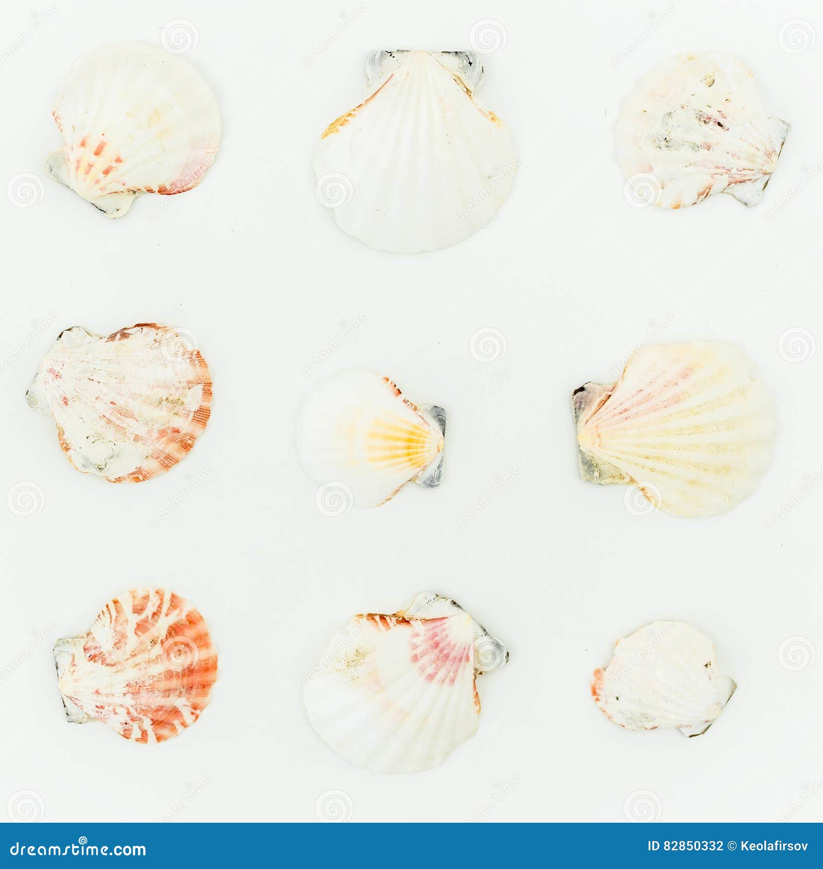 Shells. Flat lay. Top view stock photo. Image of vacation - 82850332