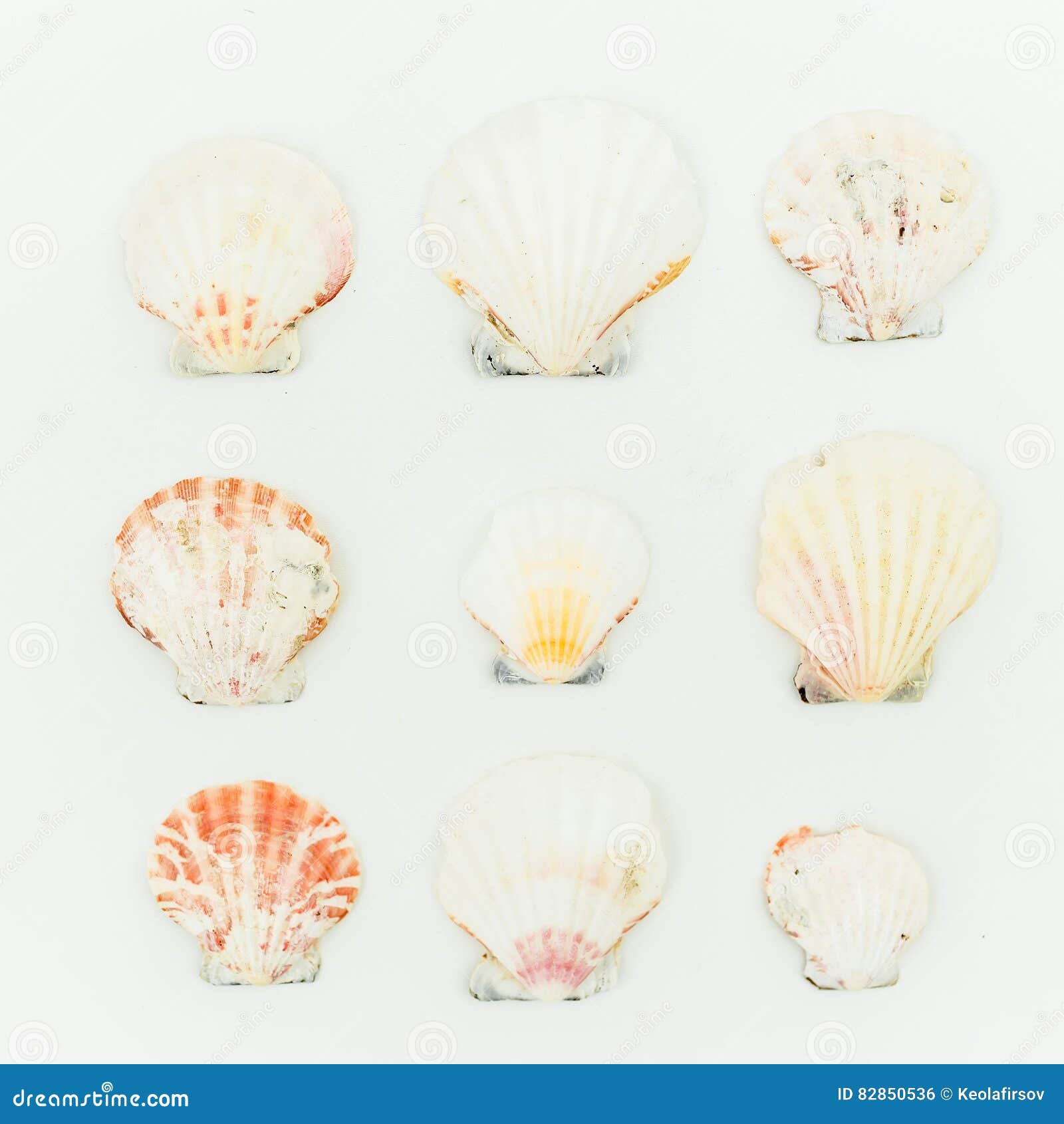 Shells. Flat lay. Top view stock photo. Image of sand - 82850536
