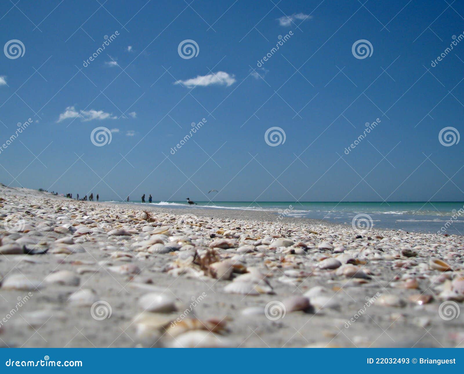 Shells on a Florida Beach stock image. Image of florida - 22032493