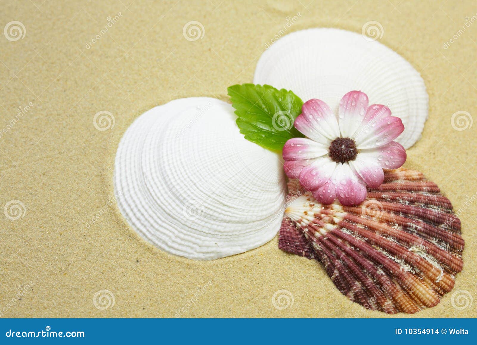 Shells and Flower on a Sandy Beach Stock Photo - Image of sandy, marine ...