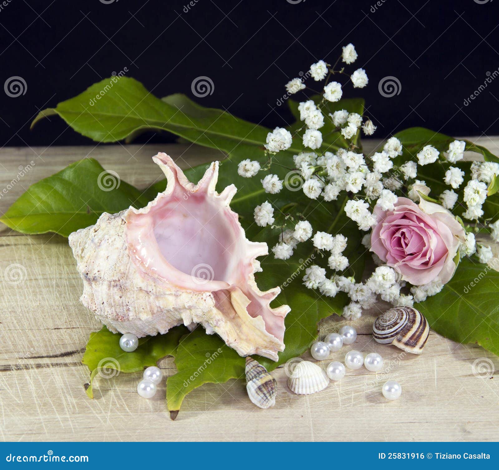 Shells and flowers stock photo. Image of beauty, creature - 25831916