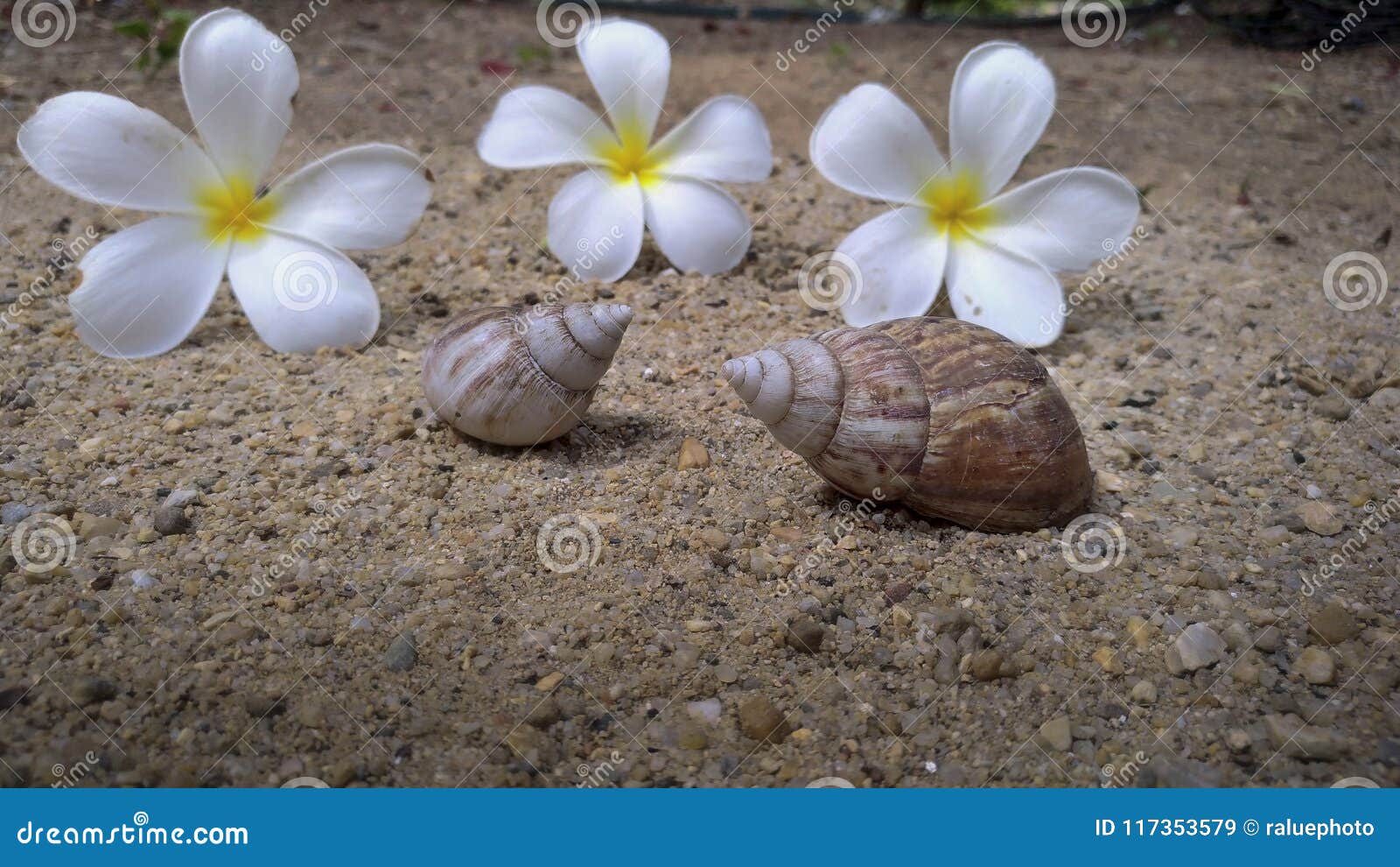 Shells and Flowers Lay on the Sand Stock Image - Image of ocean ...