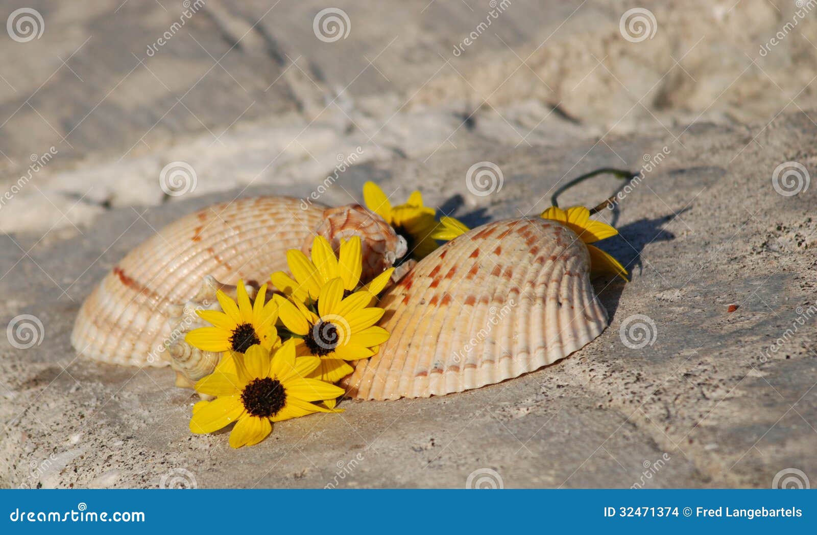 Shells and flowers stock photo. Image of positioning - 32471374