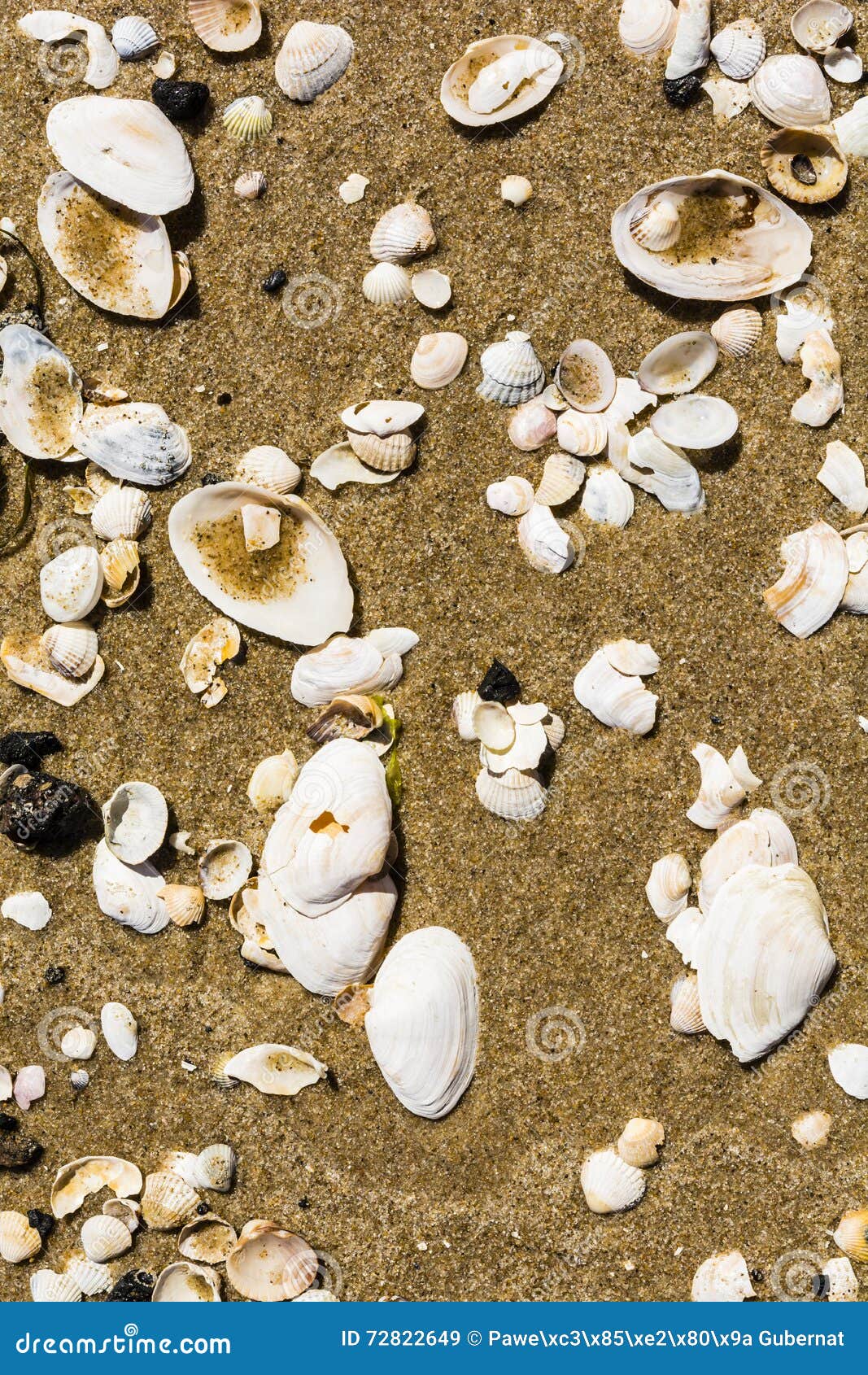 Sea Shells Form A Frame On A Green Crumpled Background. Place For Text ...