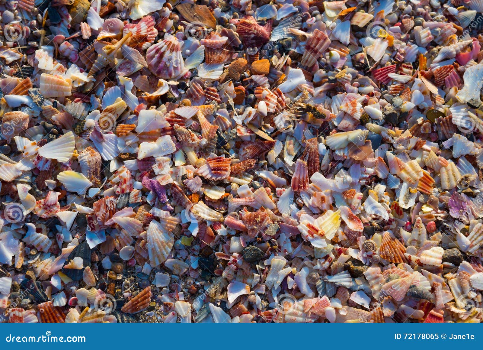 Shells Fragments on the Beach Stock Image - Image of nature, beach ...