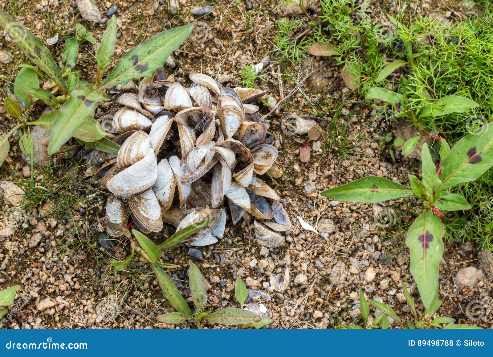 Shells of Freshwater Mussels Stock Photo - Image of detail, dried: 89498788