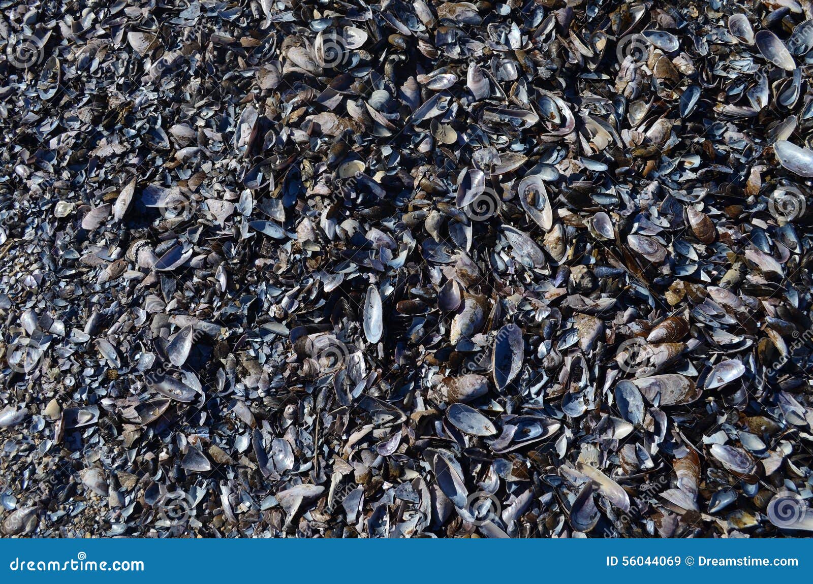 Black Sheels Stock Photos - Free & Royalty-Free Stock Photos from ...