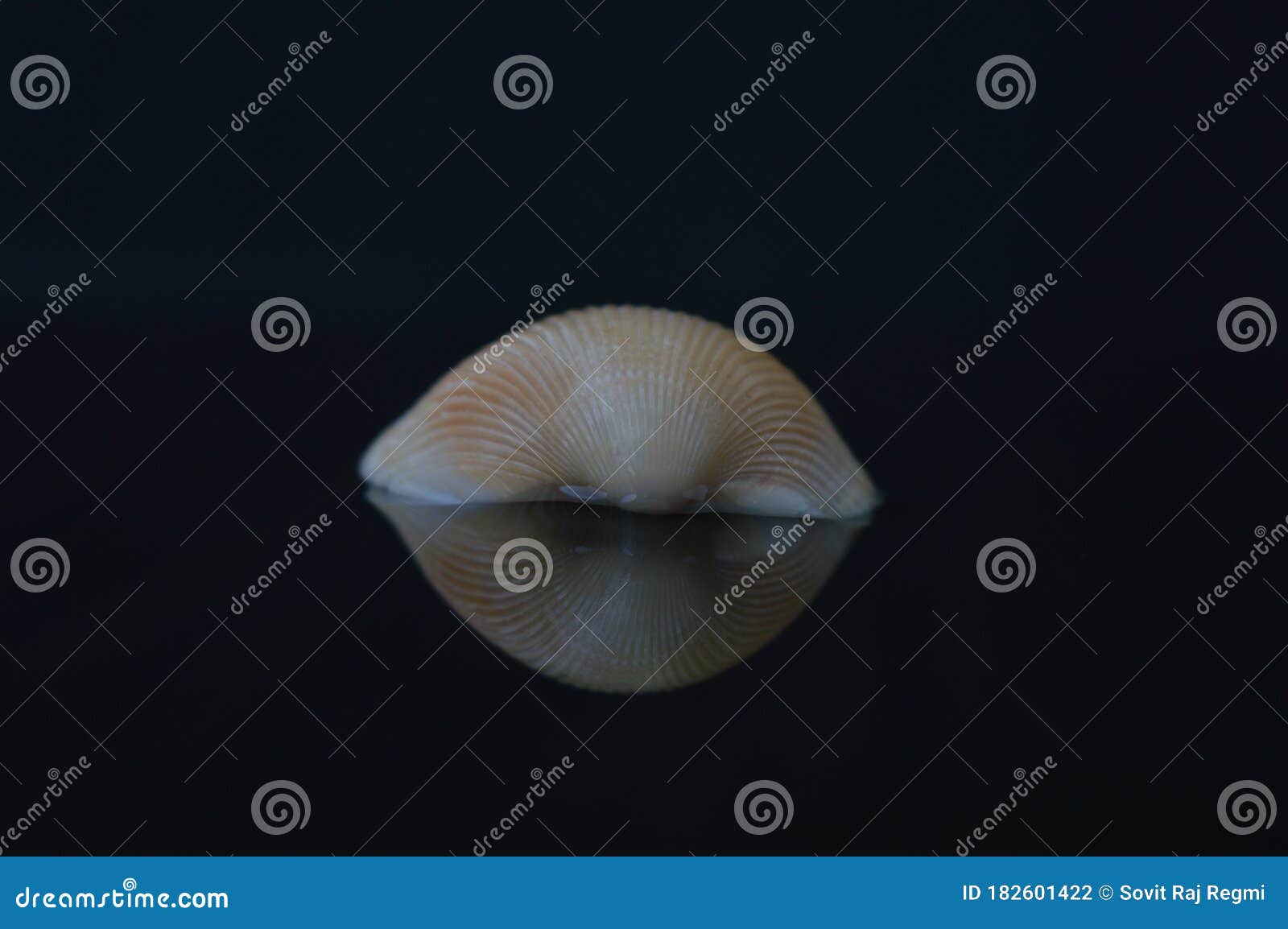 Shells with Great Pattern and Reflection Stock Photo - Image of conch ...