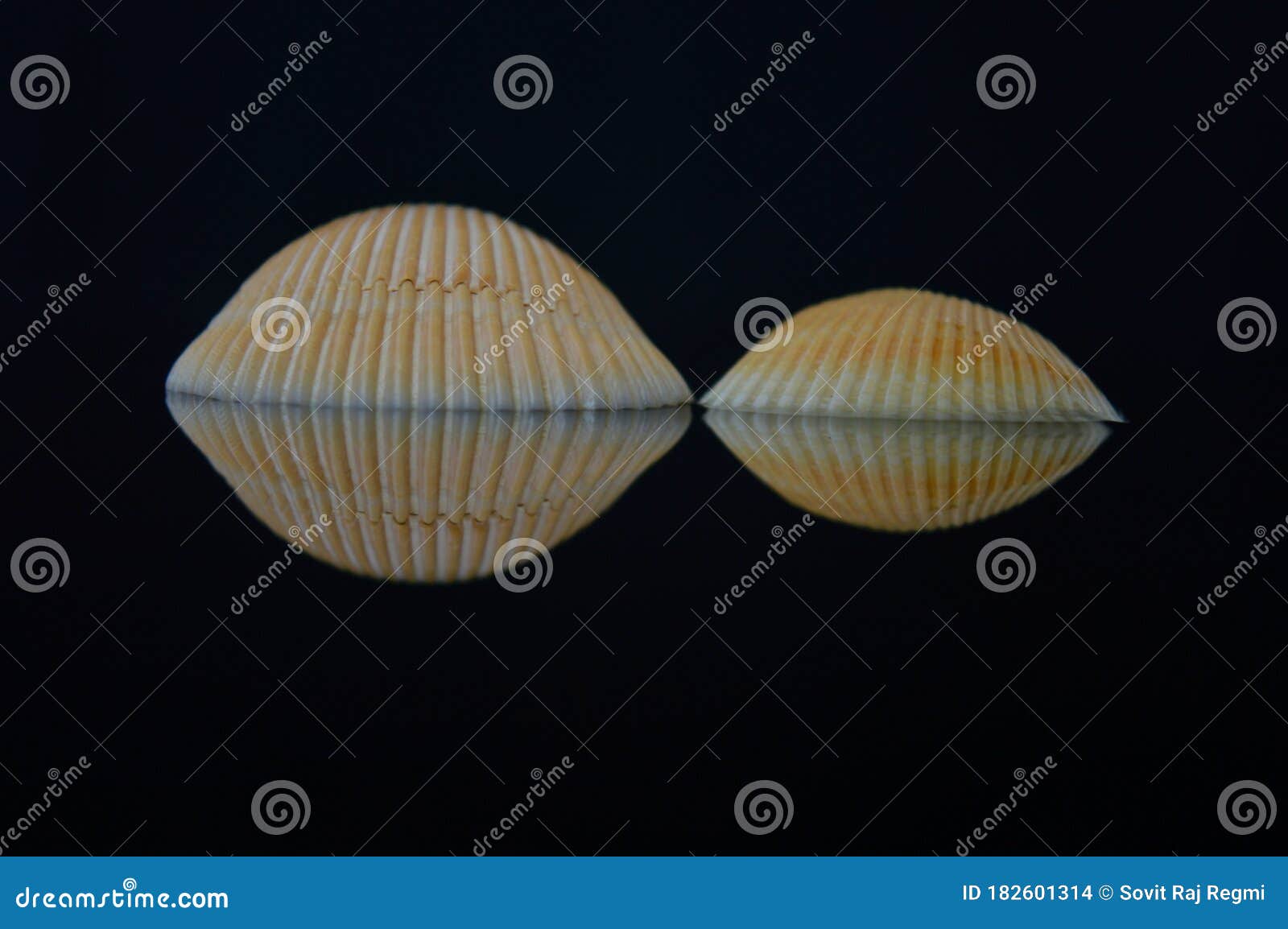 Shells with Great Patterns and Its Reflection Stock Photo - Image of ...