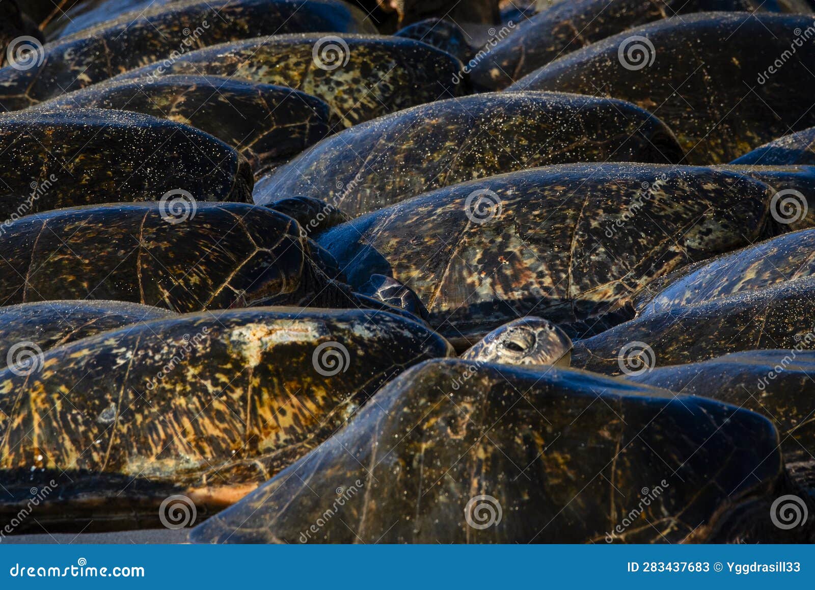 Shells of a Green Sea Turtles Packed on a Beach Stock Image - Image of ...