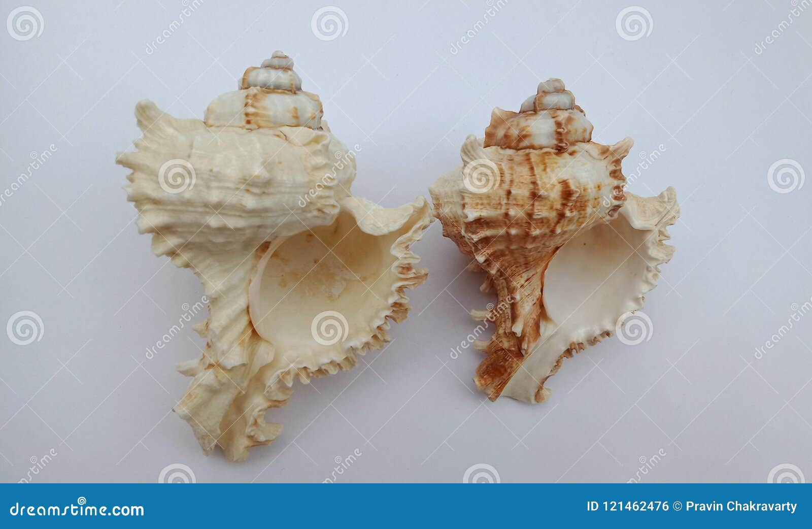 Shells with Grey Textured Background Wallpaper, Stock Photo - Image of ...