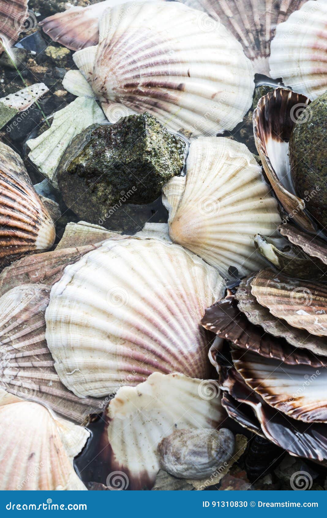 Shells on the Ground stock photo. Image of ocean, life - 91310830