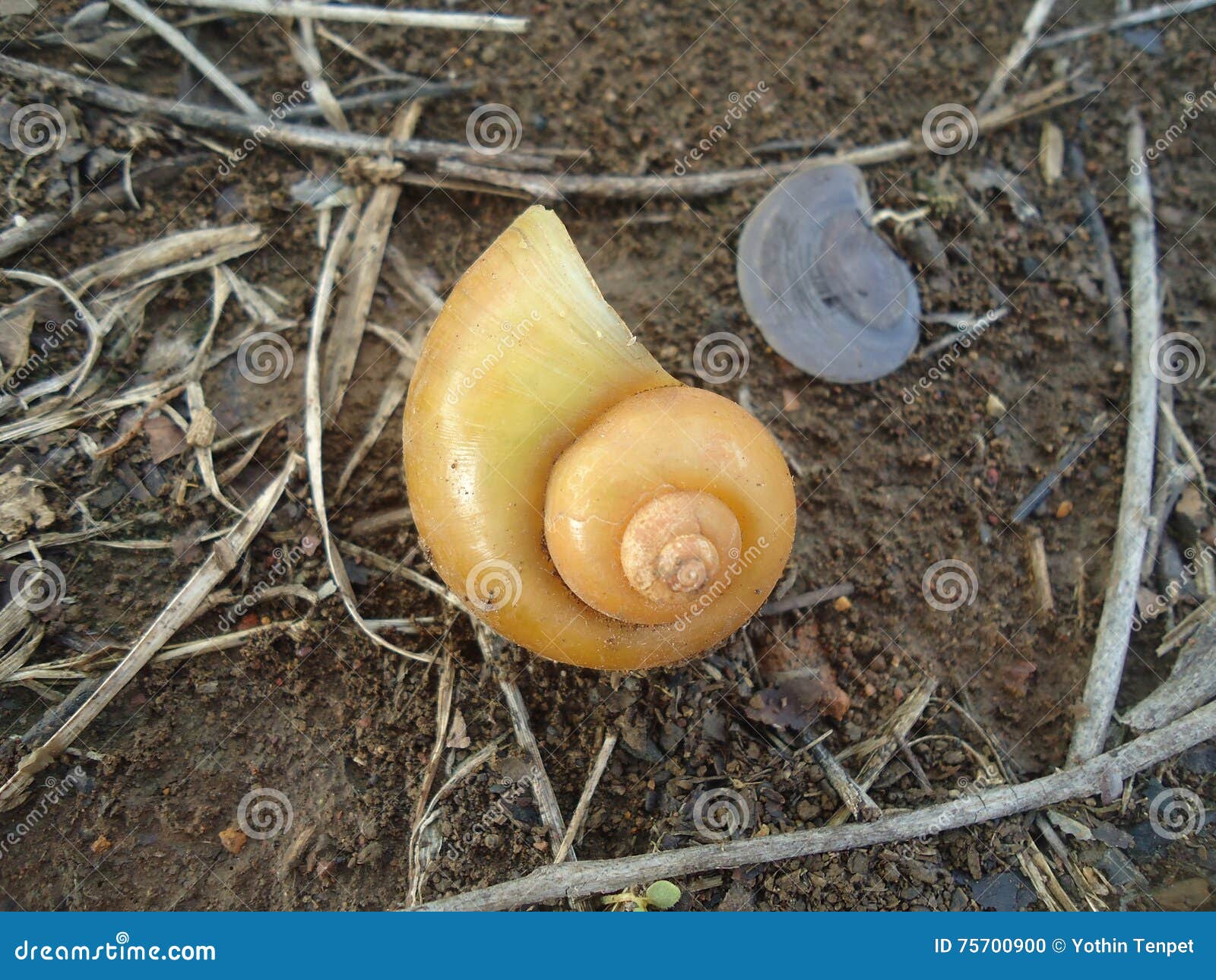 Shells stock photo. Image of beautyful, leaves, creative - 75700900