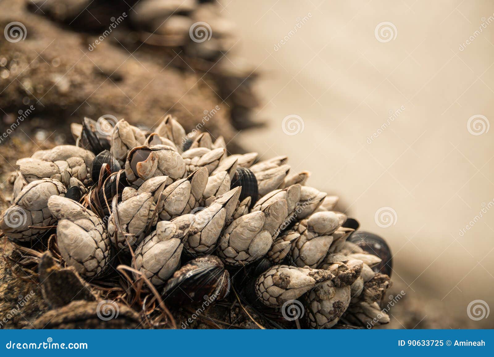 Shells Growing on a Rock at the Beach Stock Image - Image of wildlife ...
