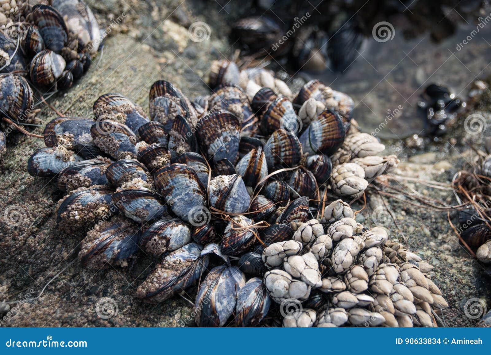 Shells Growing on a Rock at the Beach Stock Photo - Image of nature ...