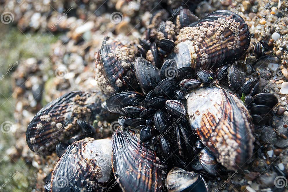 Shells Growing on a Rock at the Beach Stock Photo - Image of wildlife ...
