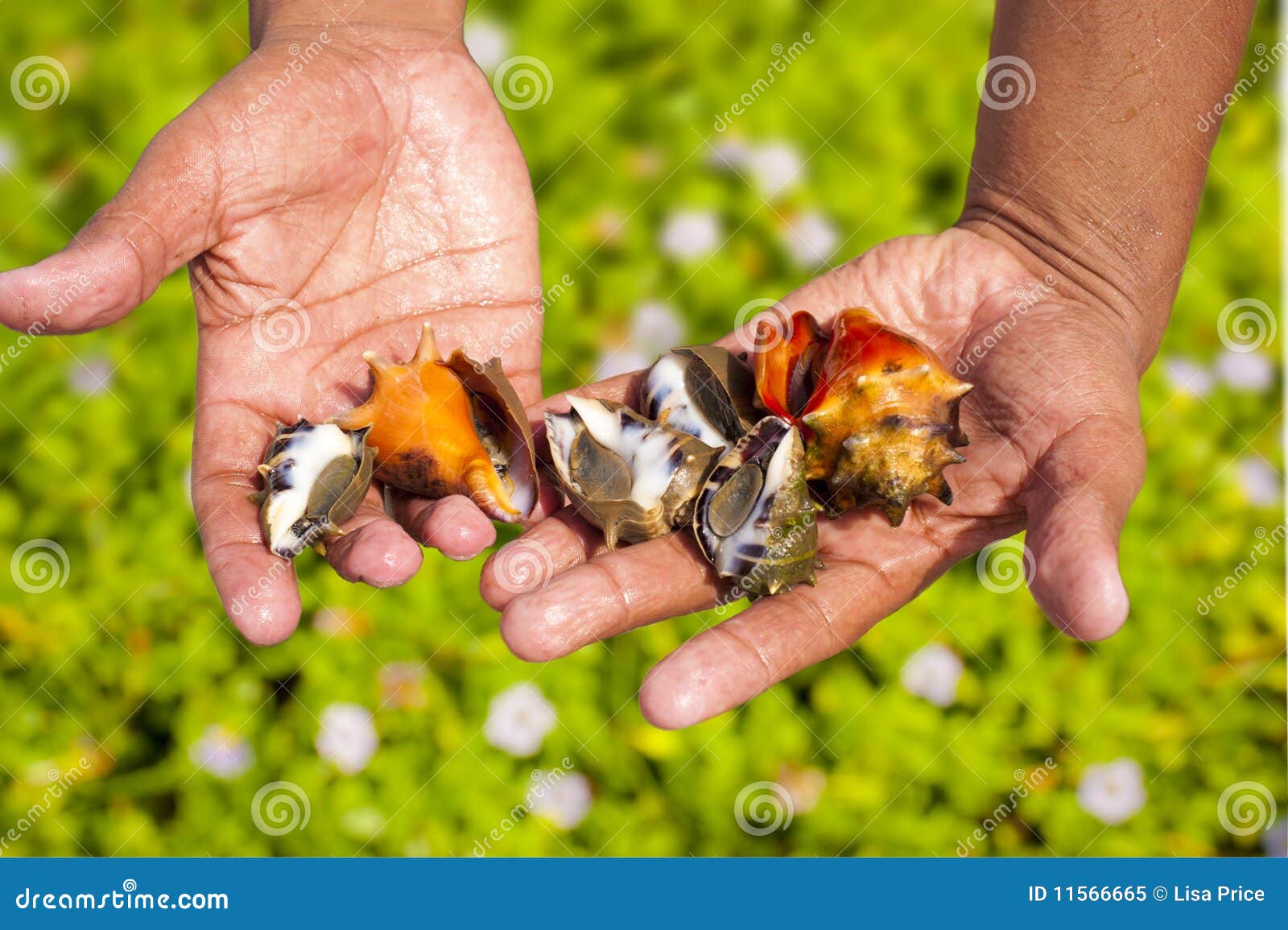 Shells in Hand stock image. Image of summer, shells, concepts - 11566665