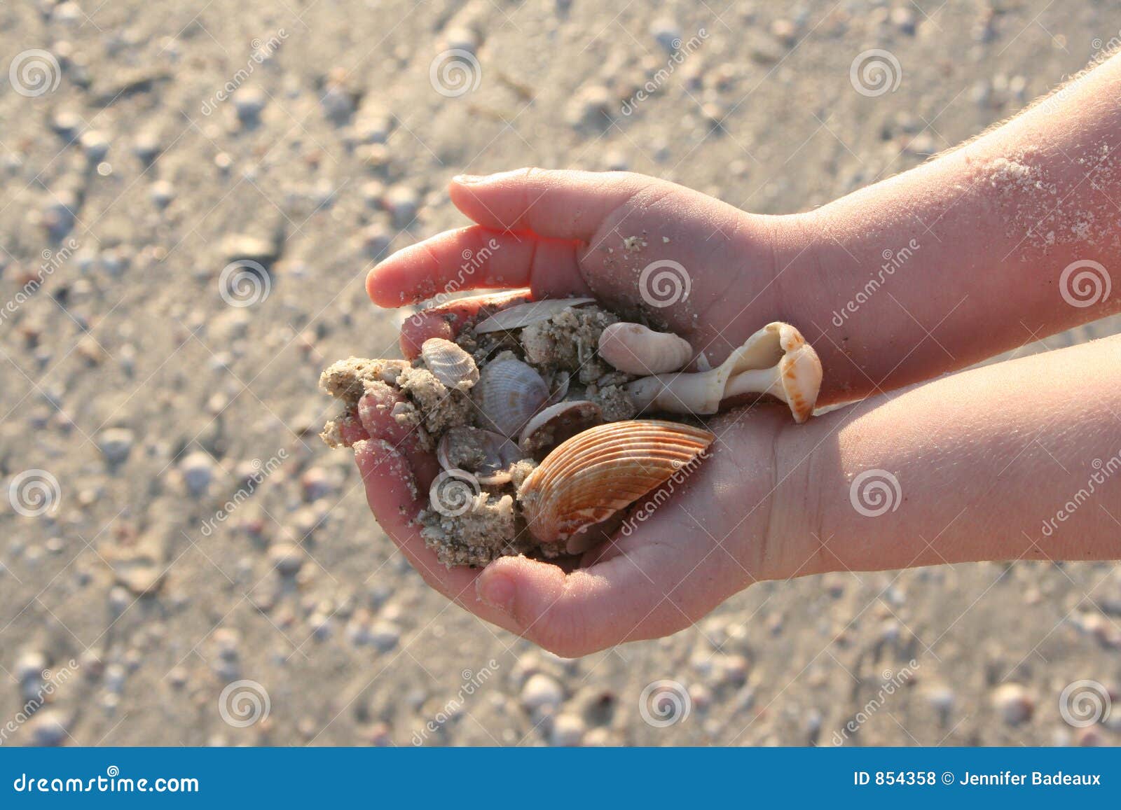 Shells in hand stock photo. Image of hands, coast, vacation - 854358