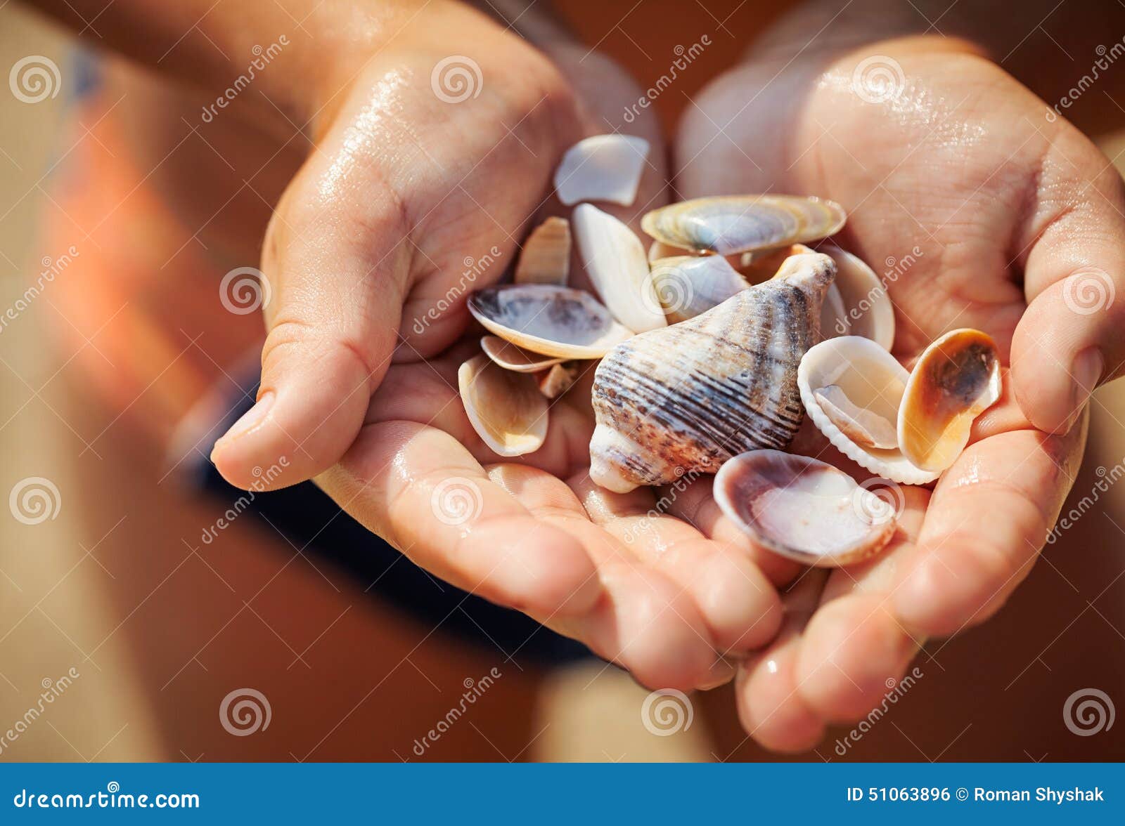 Shells in the hand stock photo. Image of human, shell - 51063896