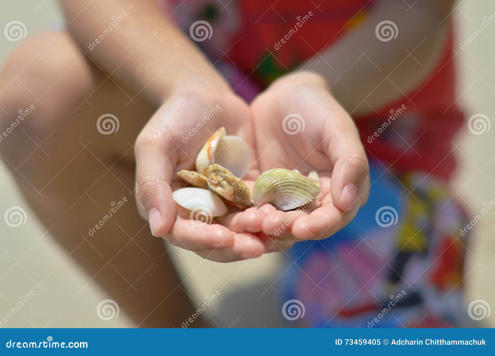 Shells in the Hand of a Child Stock Image - Image of macro, closeup ...