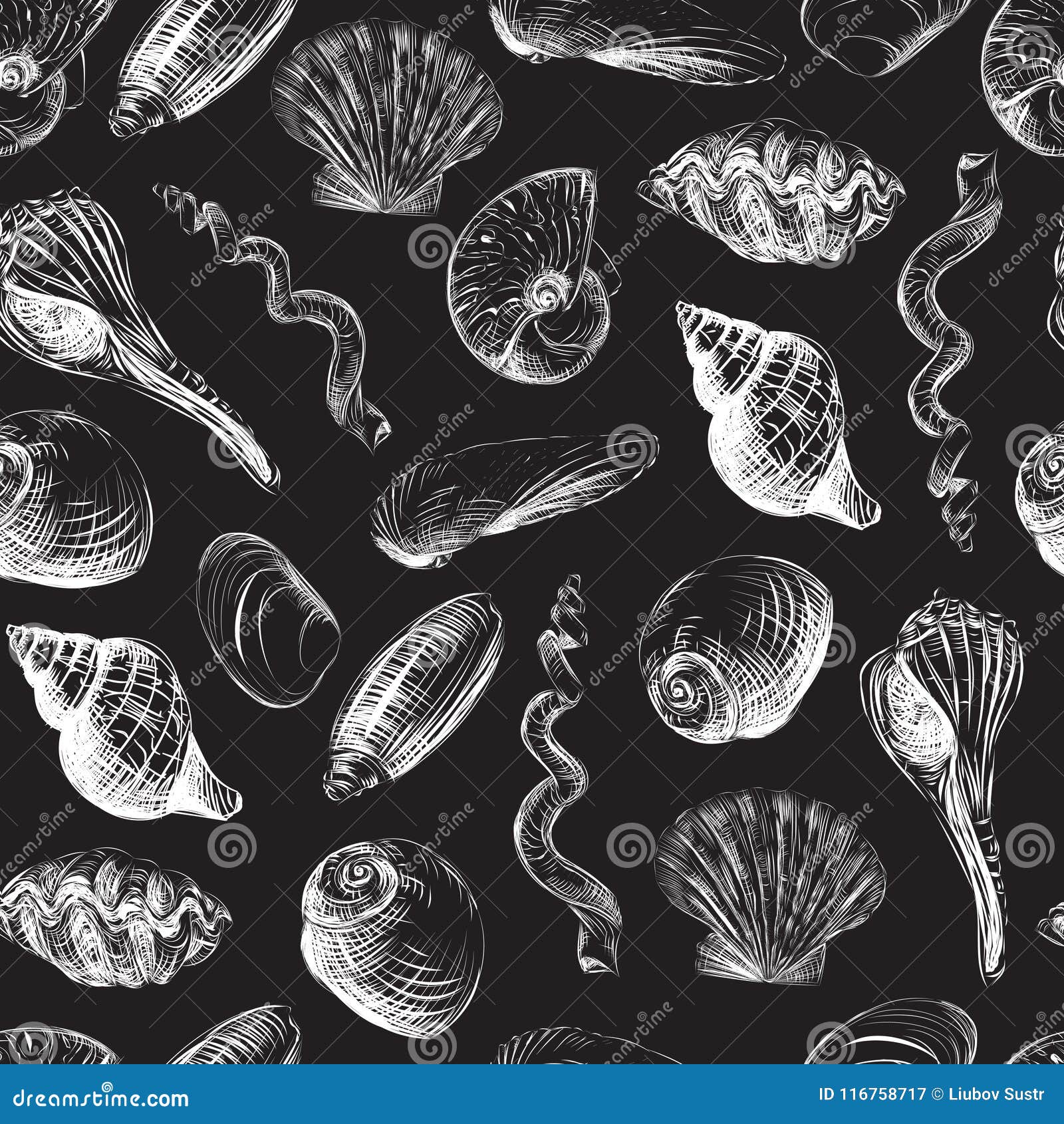 Sea Shells. Hand Drawn Marine Sketch Style Drawing Isolated Elements ...